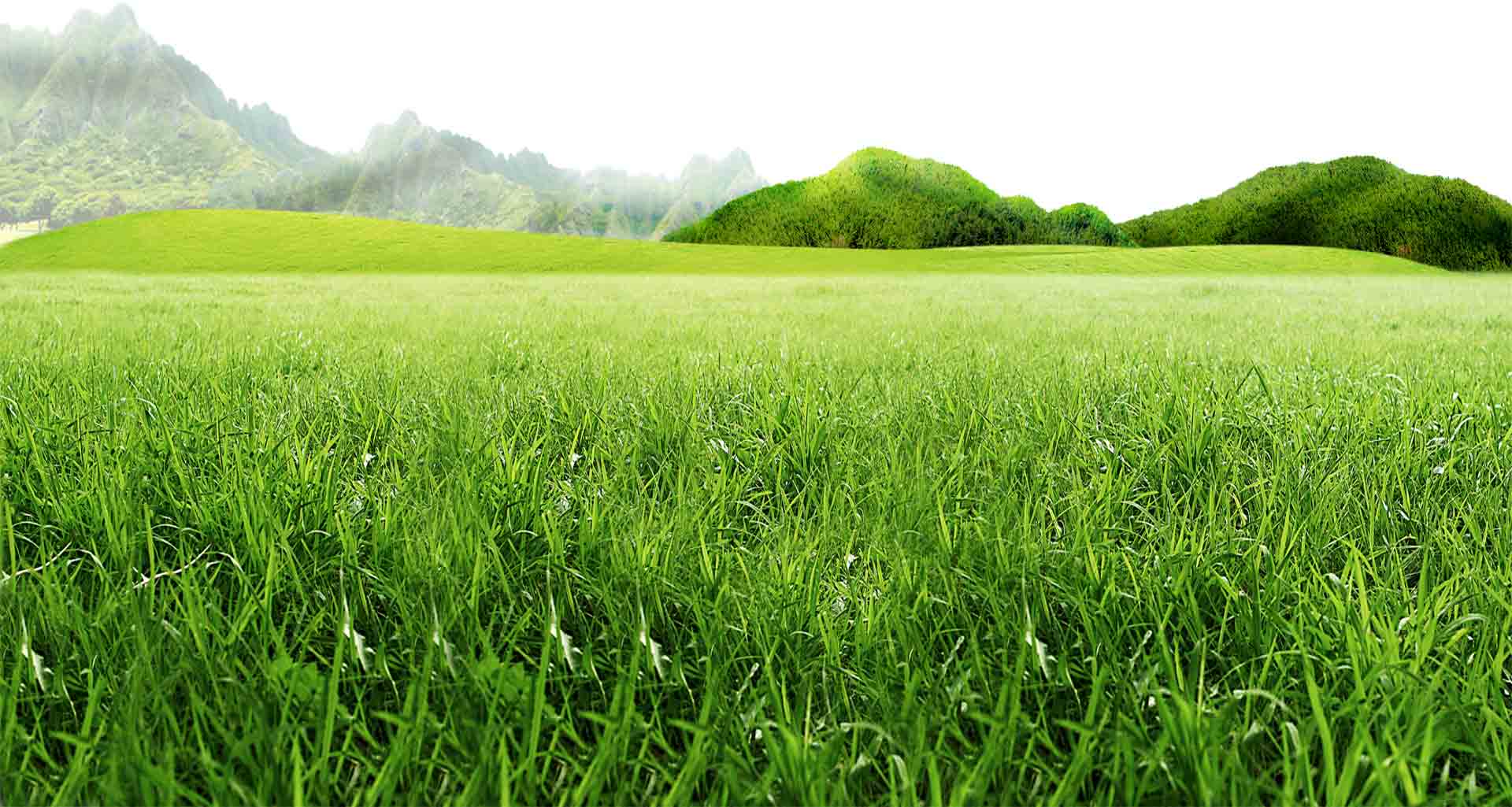 Landscape Management - Paradise Landscape and Design